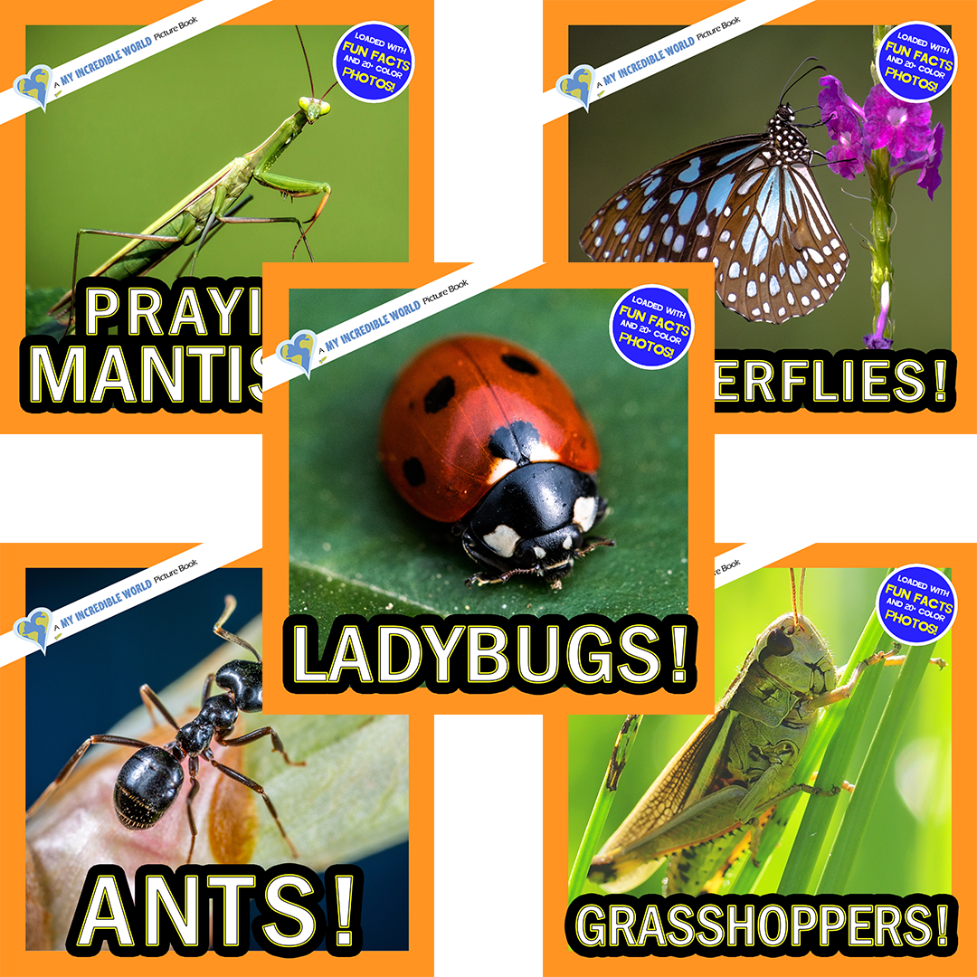 Bugs & Insects Books for Kids – My Incredible World